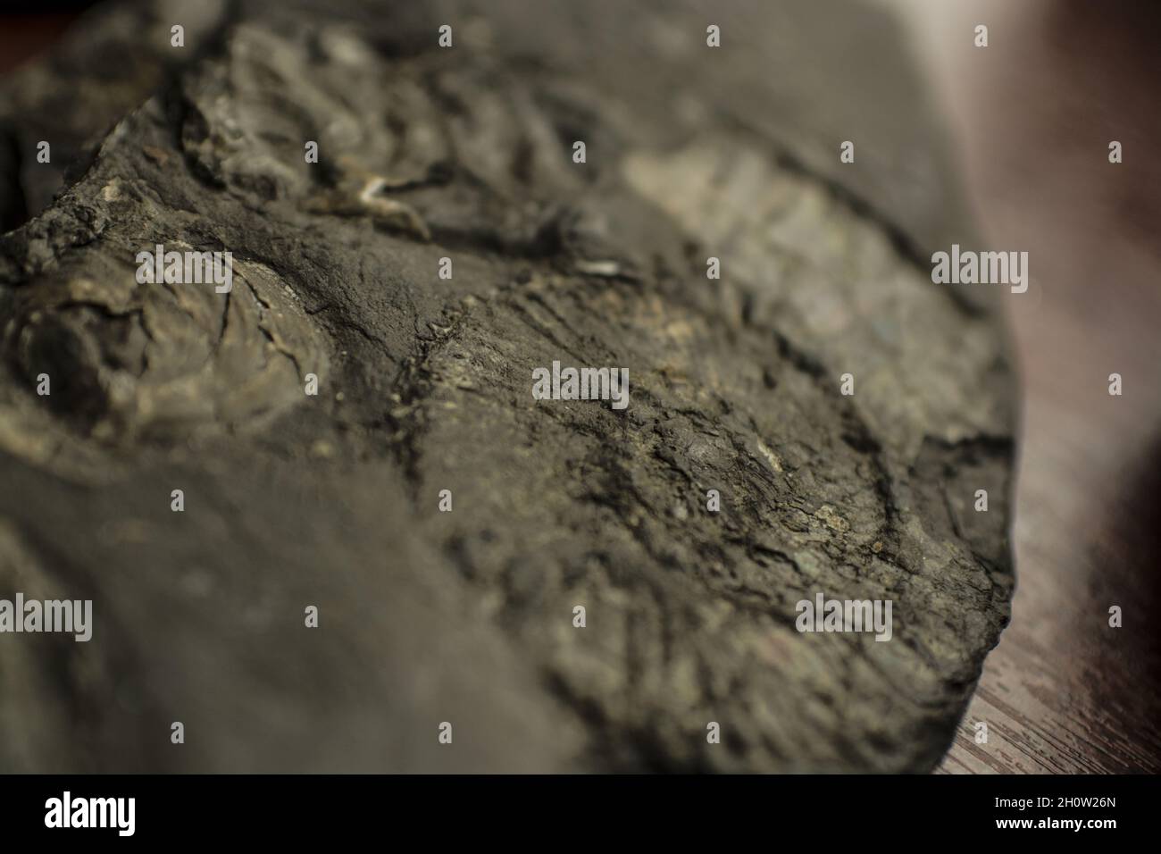 Rock with fossils hi-res stock photography and images - Alamy