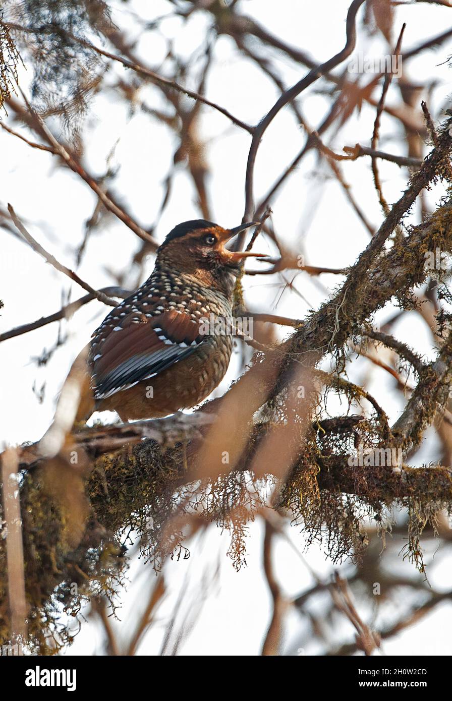 Spotted Laughingthrush (Garrulax ocellatus ocellatus) adult perched in ...