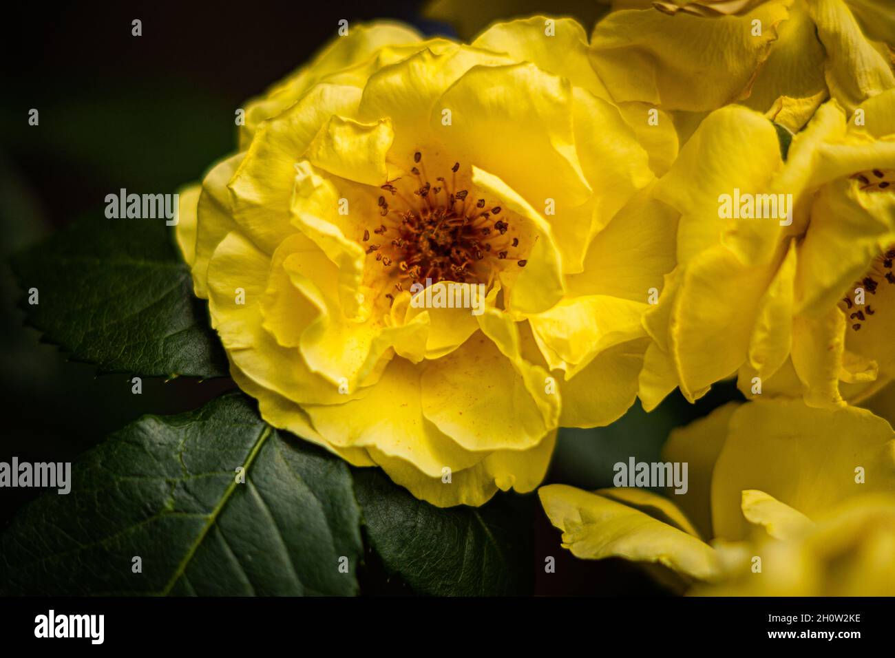 Colorful yellow flowers hi-res stock photography and images - Alamy