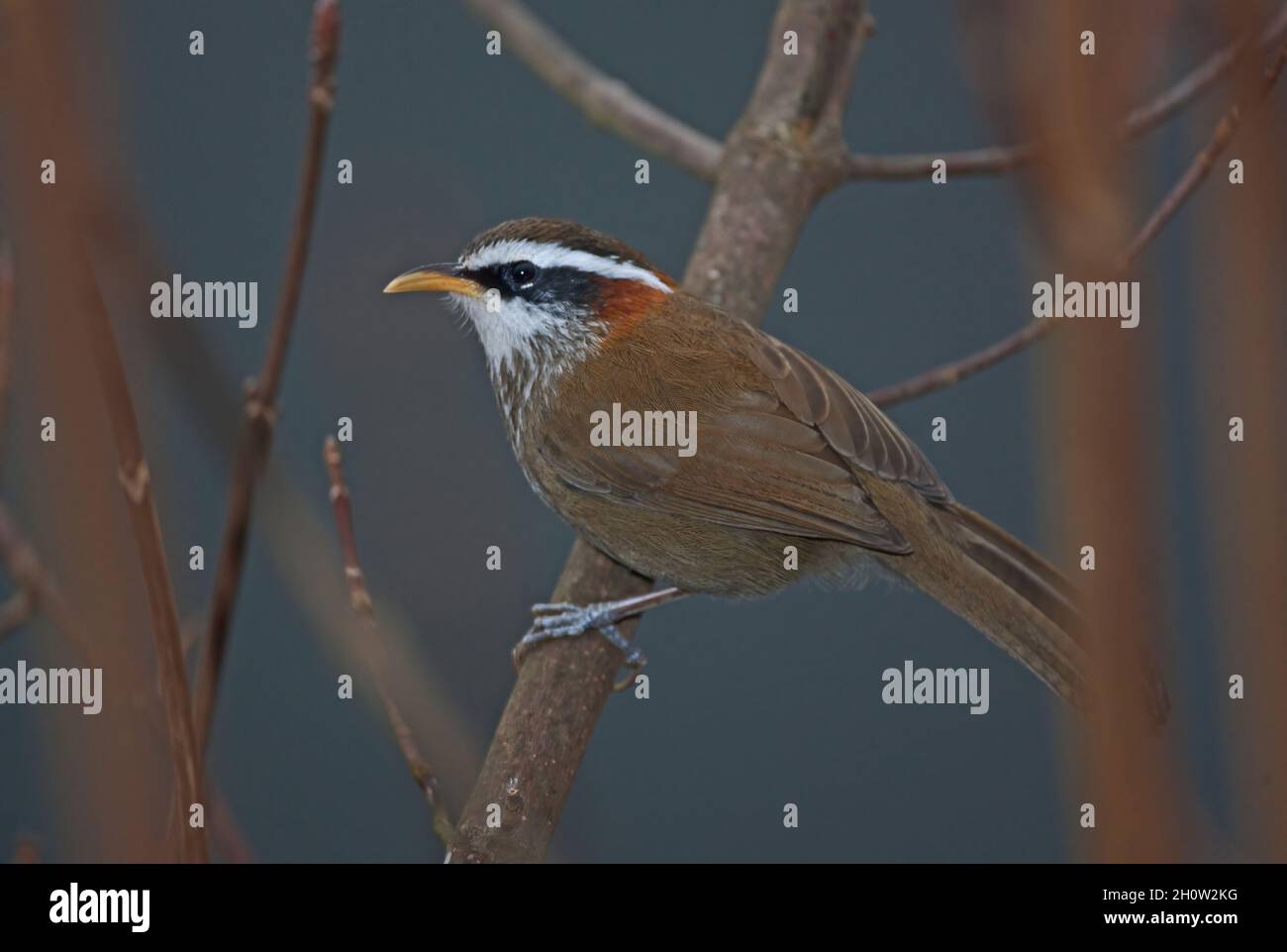 Streak-breasted Scimitar-babbler (Pomatorhinus ruficollis godwini ...