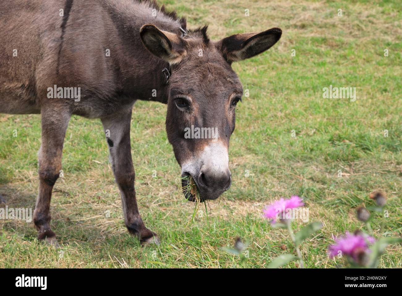 Friendly farming with donkey hi-res stock photography and images - Alamy