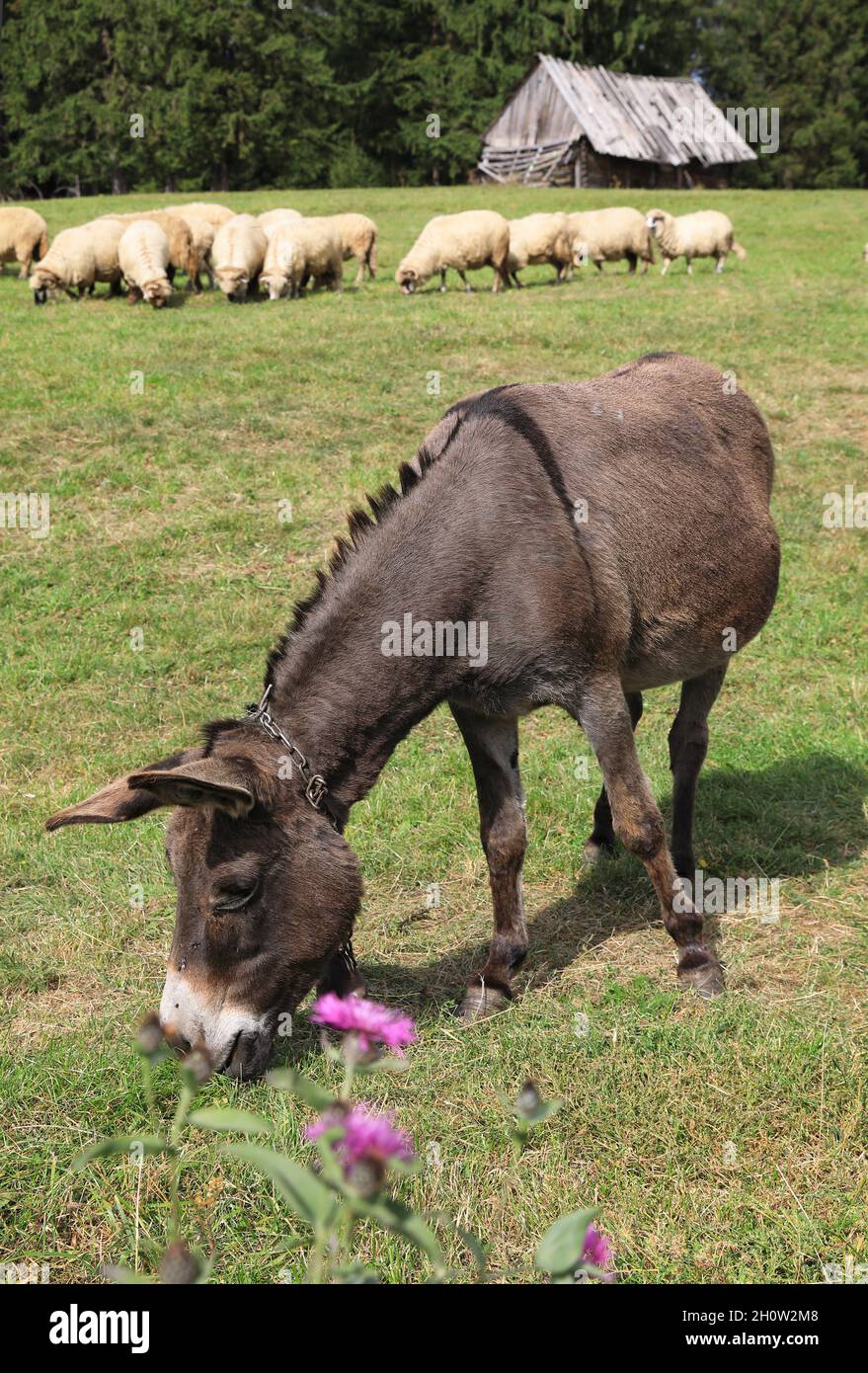 Romania eco hi-res stock photography and images - Alamy