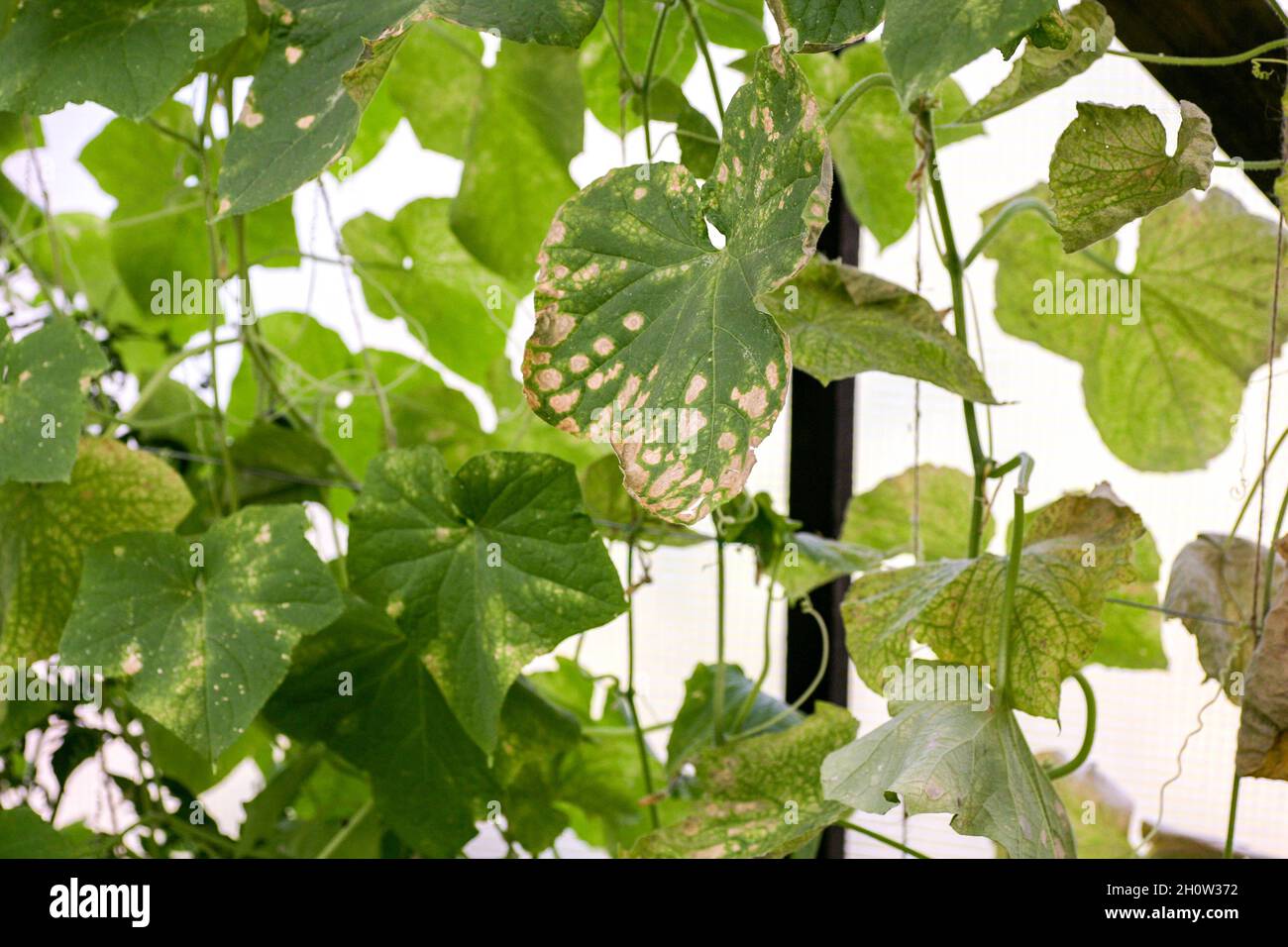 affected by diseases and pests of plant leaves and fruits of cucumber ...
