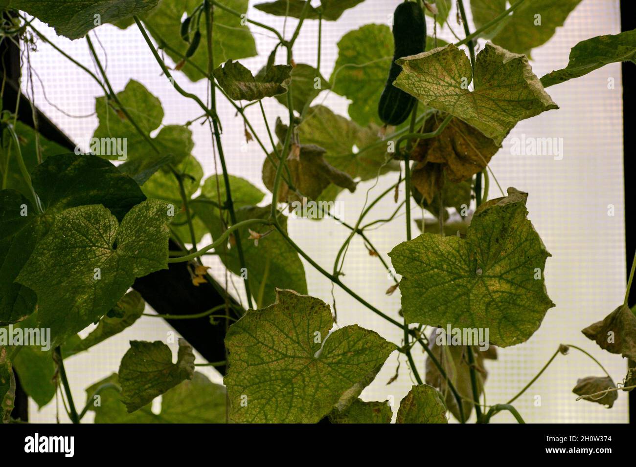 affected by diseases and pests of plant leaves and fruits of cucumber ...