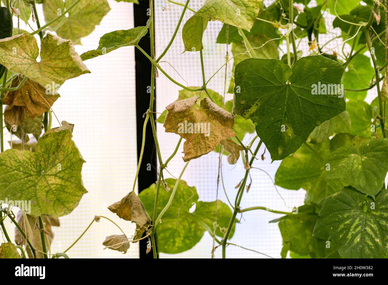 affected by diseases and pests of plant leaves and fruits of cucumber ...