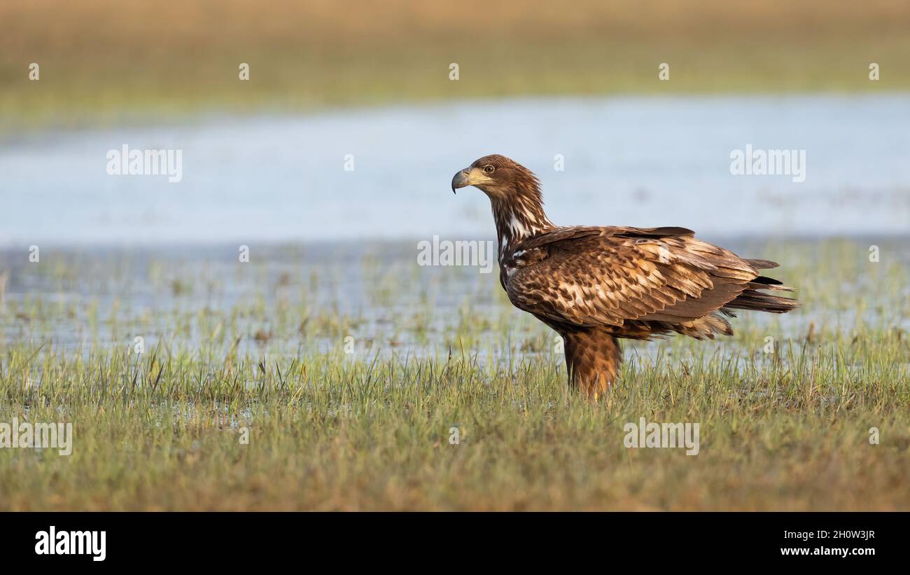 Immature white-tailed eagle looking on swamp in spring Stock Photo - Alamy