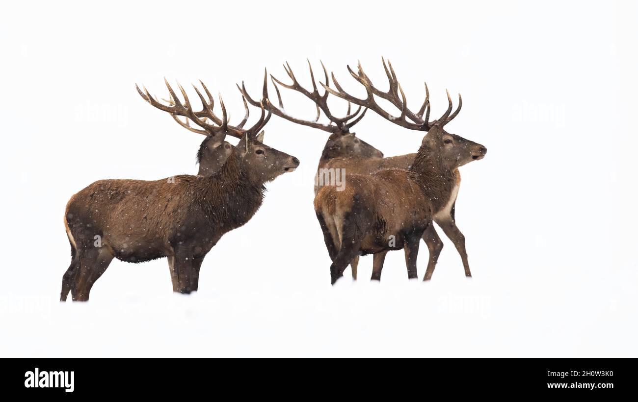 Observing group Cut Out Stock Images & Pictures - Alamy