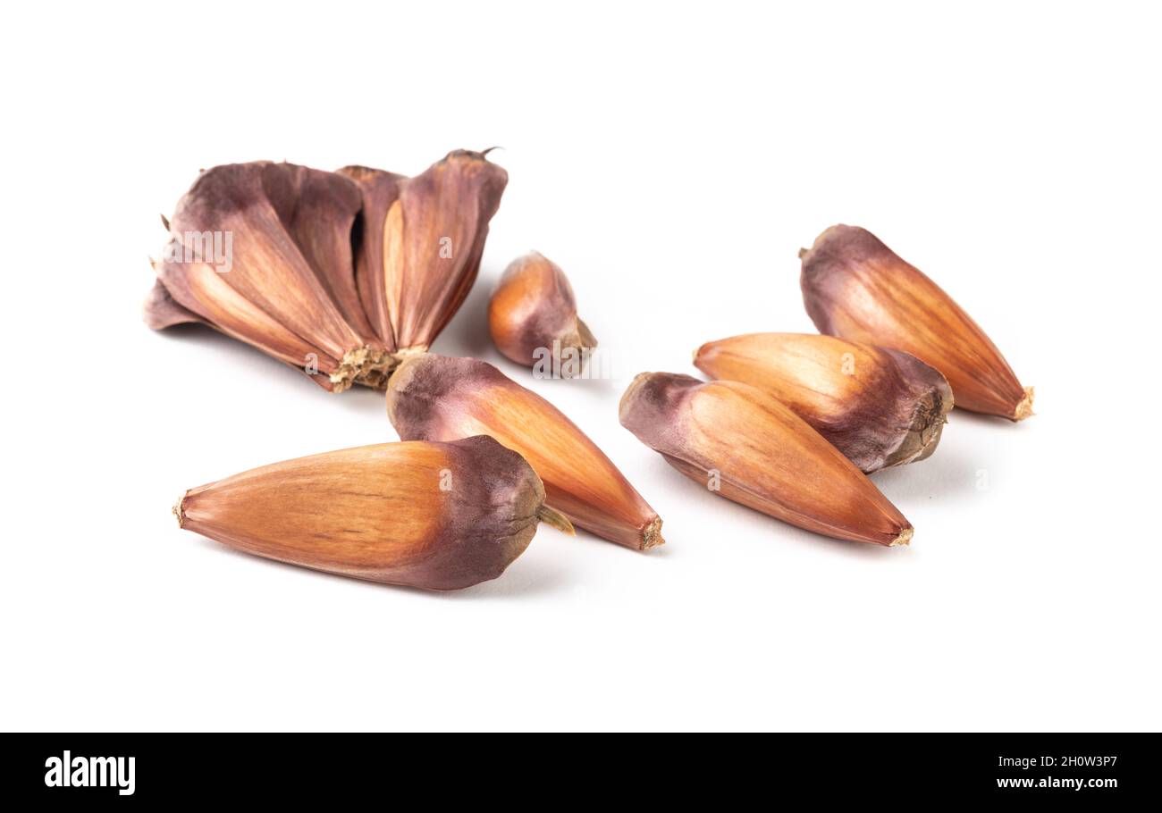 Pinhao, pine tree seeds isolated over white background Stock Photo - Alamy