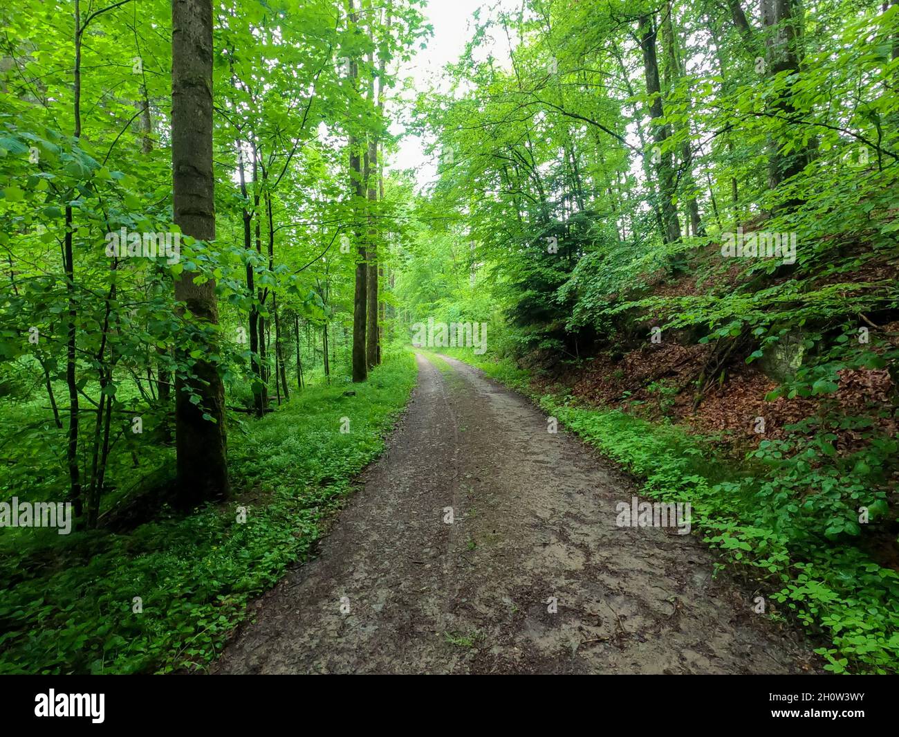 Super wide angle shots with action cam of forest and meadow in spring ...