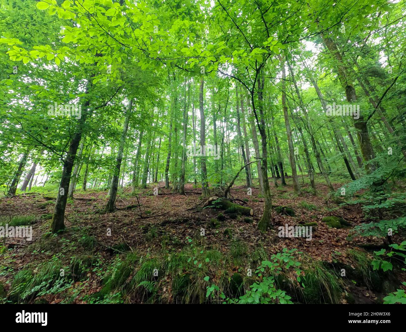 Super wide angle shots with action cam of forest and meadow in spring ...