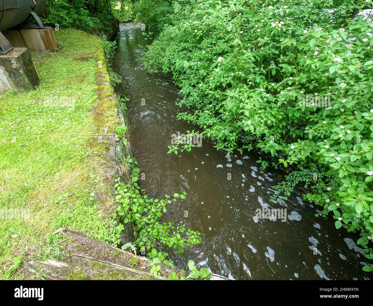 Super wide angle shots with action cam of forest and meadow in spring ...