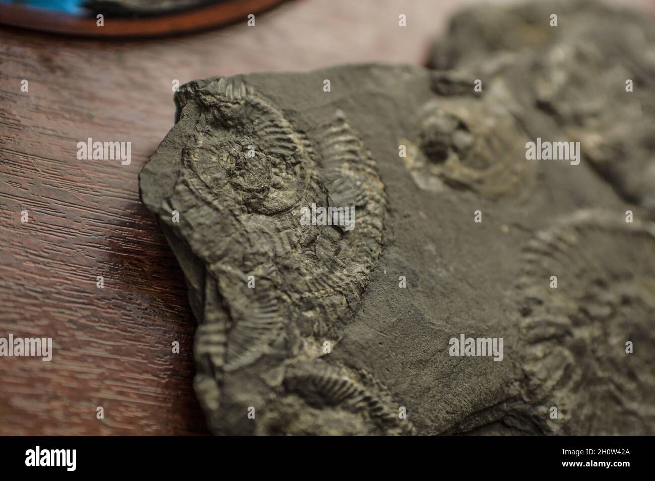 Stone with fossils Stock Photo - Alamy