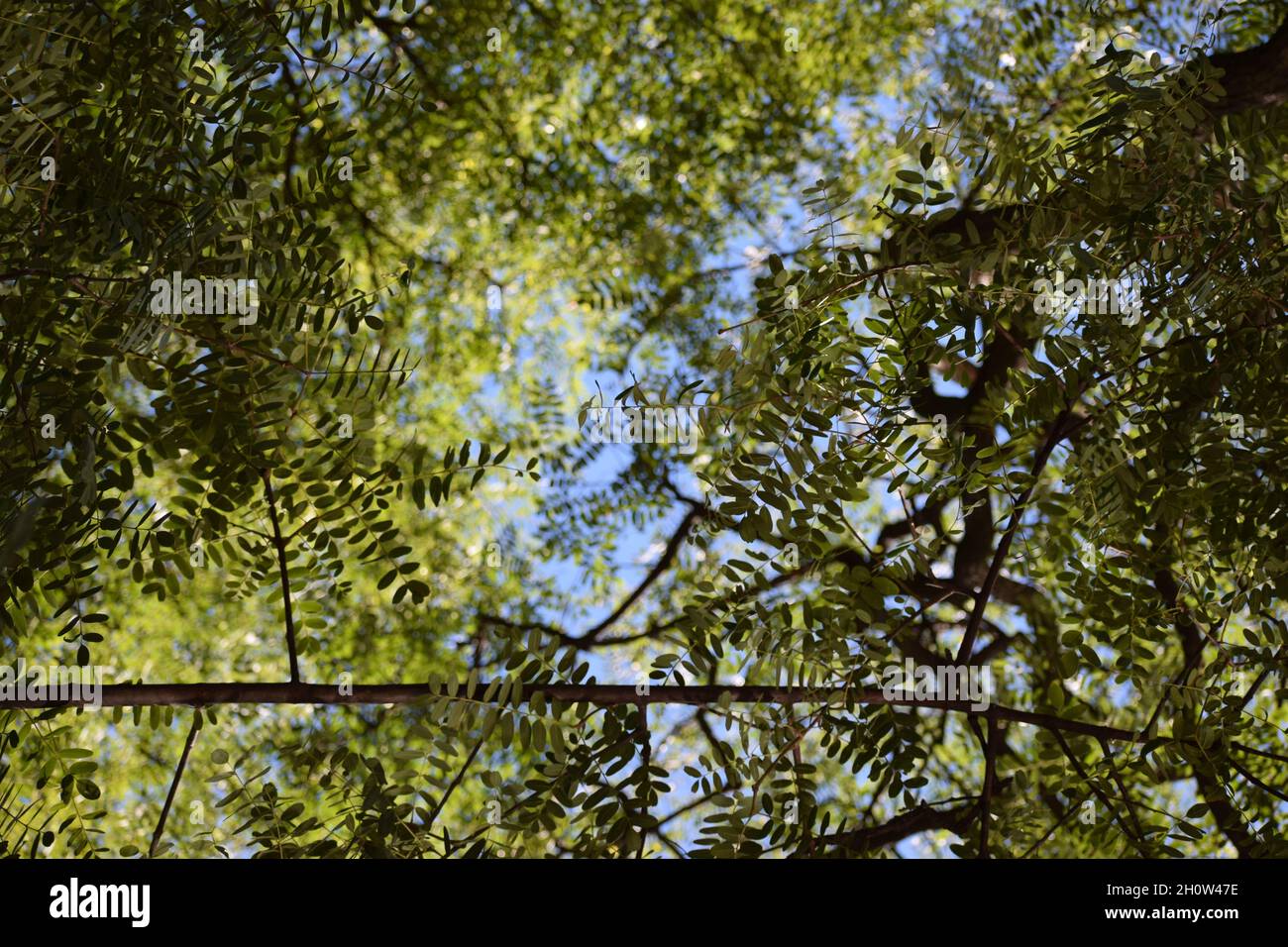 Beautiful view of green large tree Stock Photo - Alamy