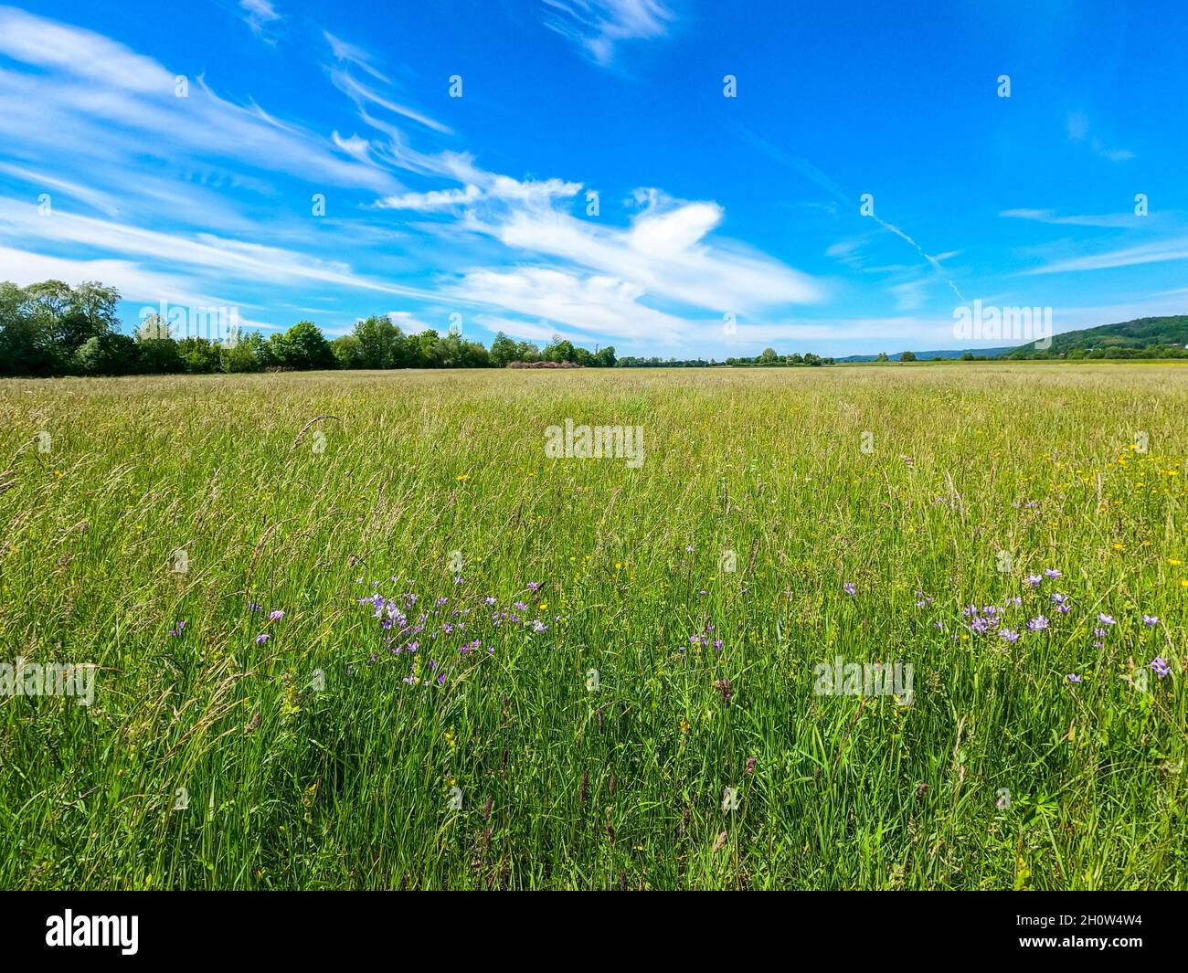 Super wide angle shots with action cam of forest and meadow in spring ...