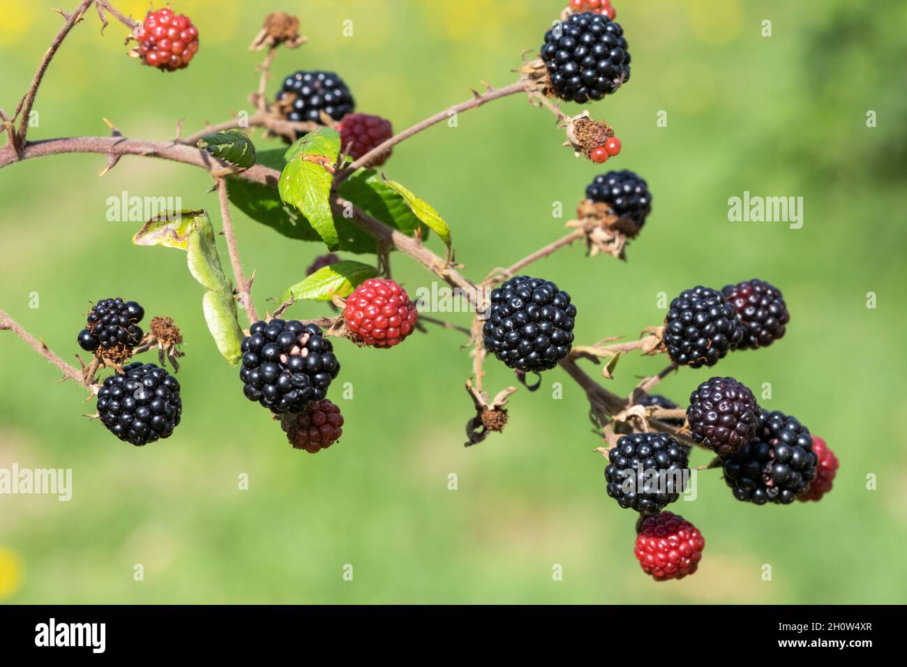 Close up of a bunch of blackberries Stock Photo - Alamy
