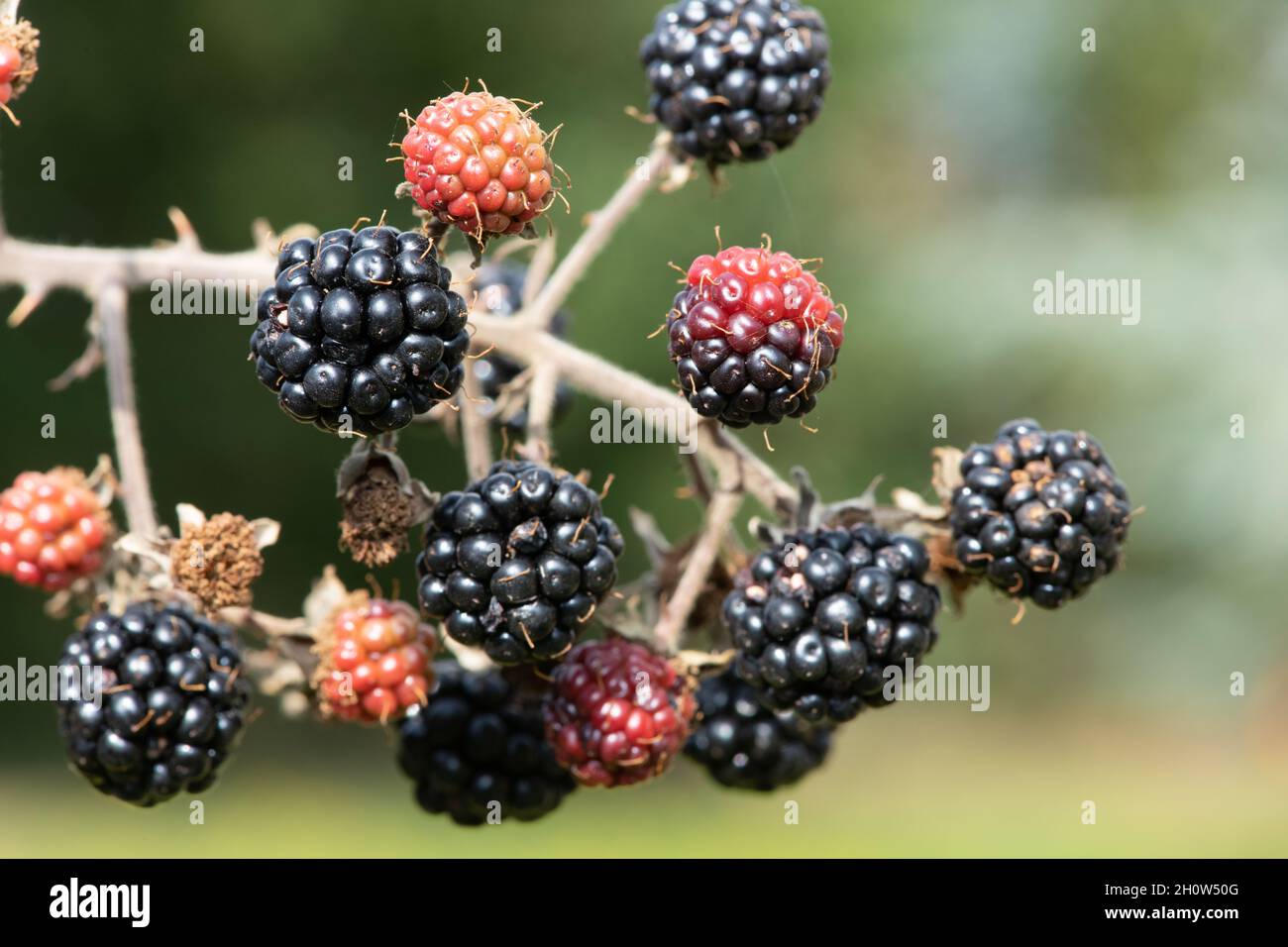 Close up of a bunch of blackberries Stock Photo - Alamy