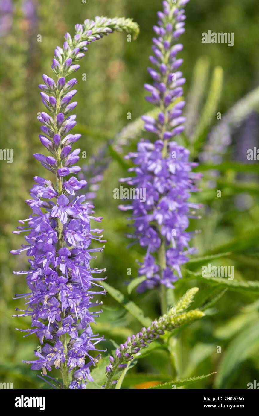 Close up of garden speedwell (veronica longifolia) flowers in bloom ...