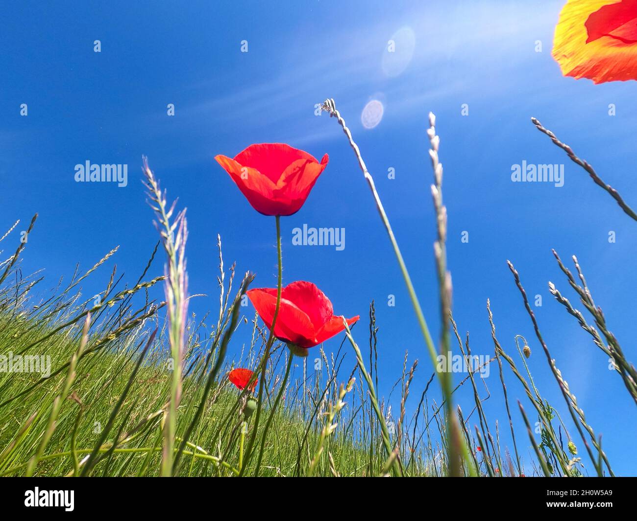 Super wide angle shots with action cam of forest and meadow in spring ...