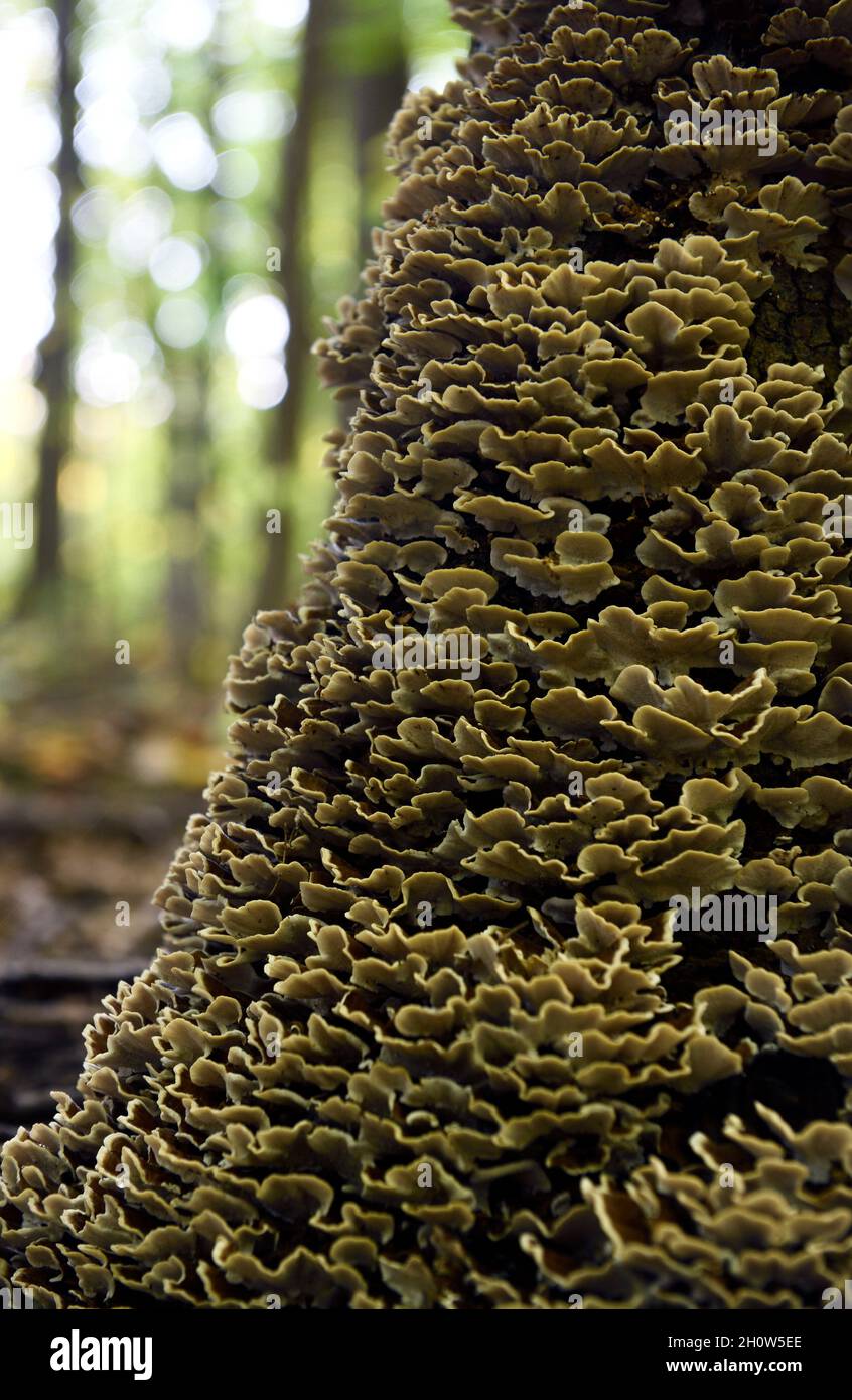 Cluster of fungi hi-res stock photography and images - Alamy