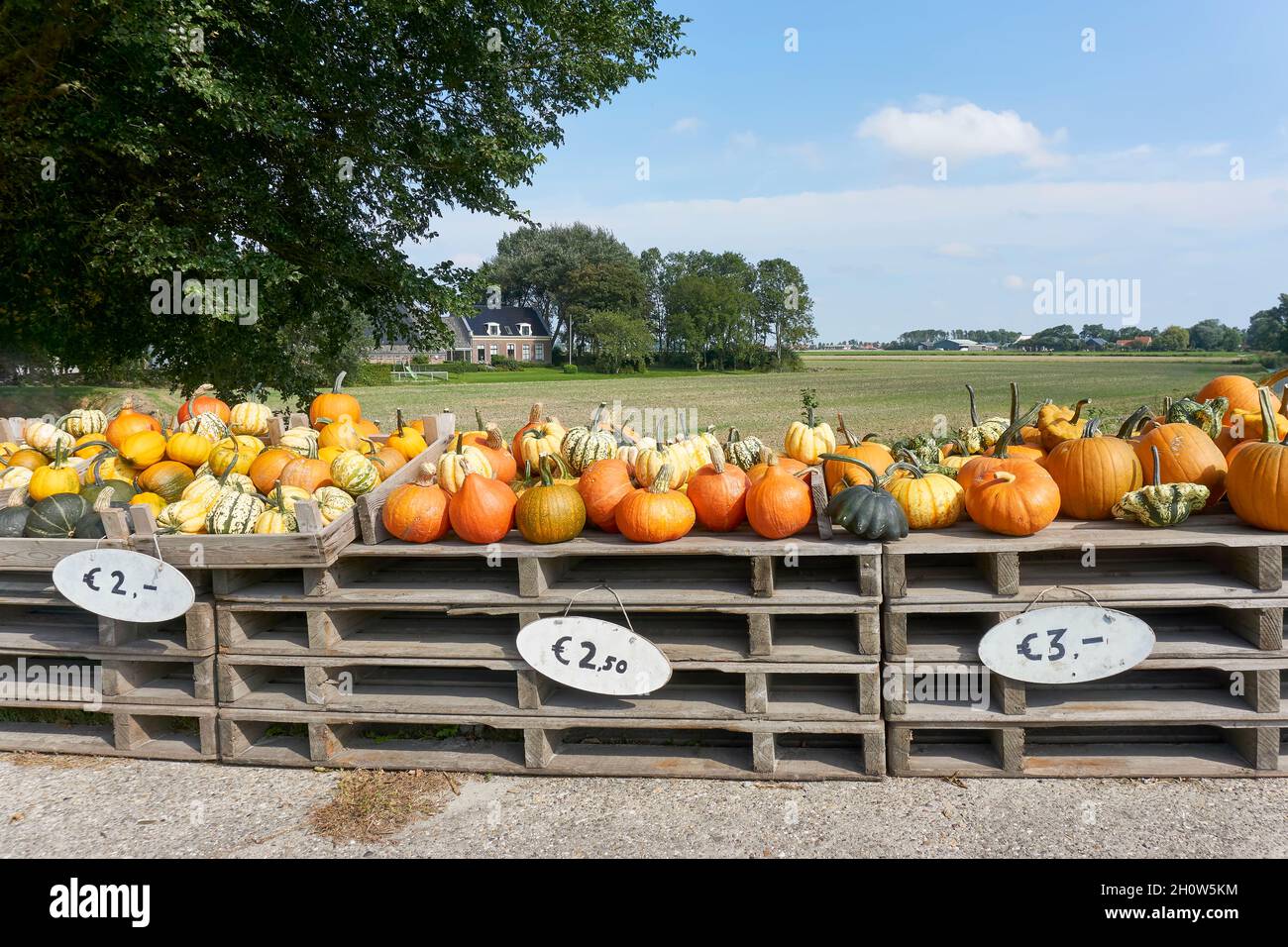 Gourds for sale at a farmers market in autumn. Various types, sizes and ...