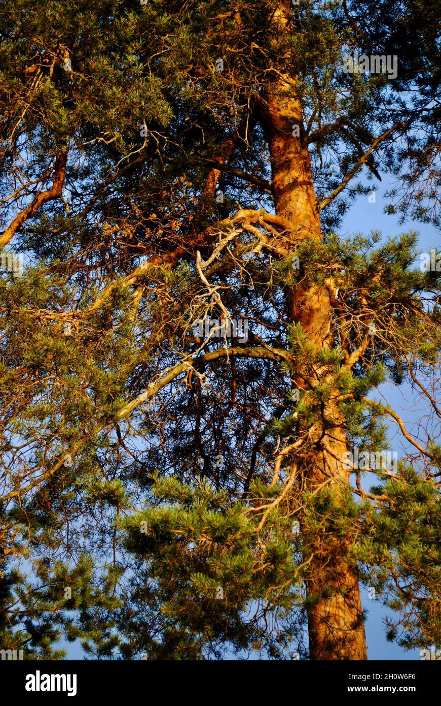 Large pine tree in Uukuniemi in Eastern Finland Stock Photo - Alamy