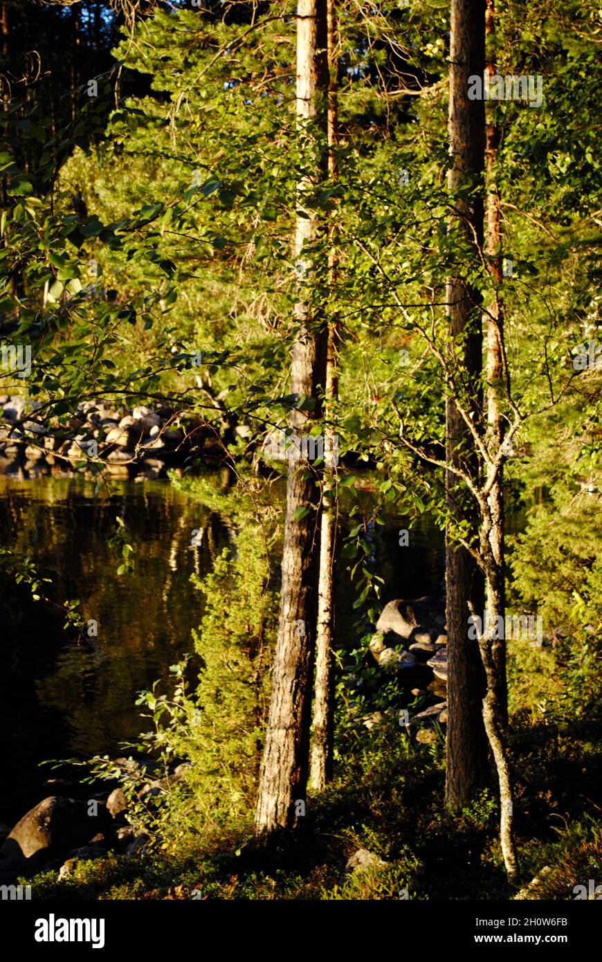 Forest with dark lake in the background in Uukuniemi in Eastern Finland ...