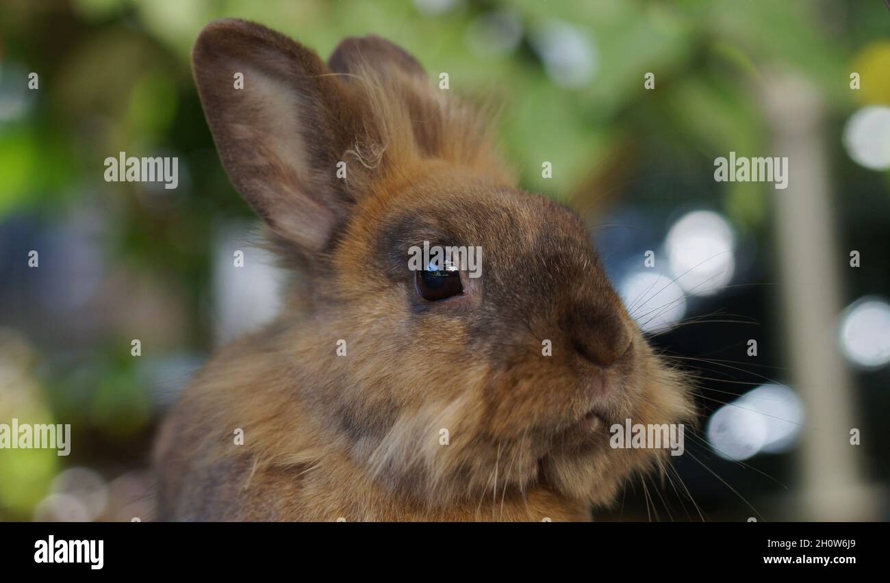 Portrait of brown lionhead dwarf rabbit Stock Photo - Alamy