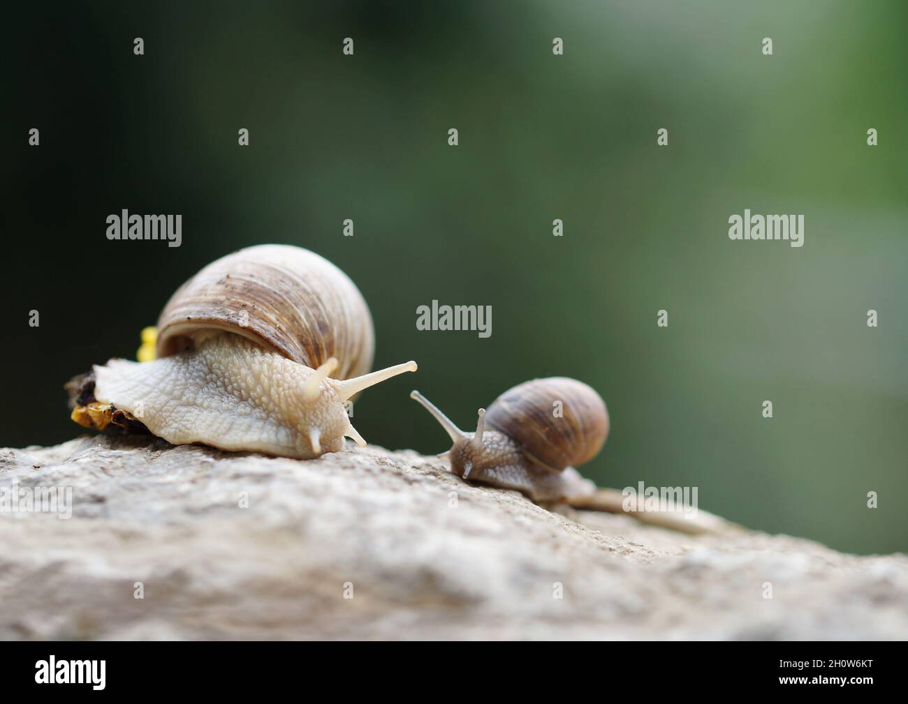 small snail meets big snail, mother and child escargot Stock Photo - Alamy