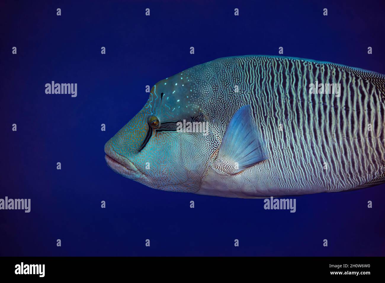 Napoleon fish half body over blue water background Stock Photo - Alamy