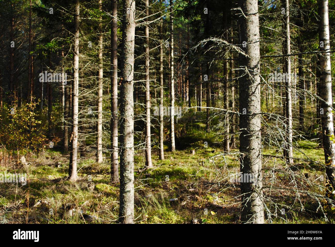 Pine forest in Eastern Finland Stock Photo - Alamy