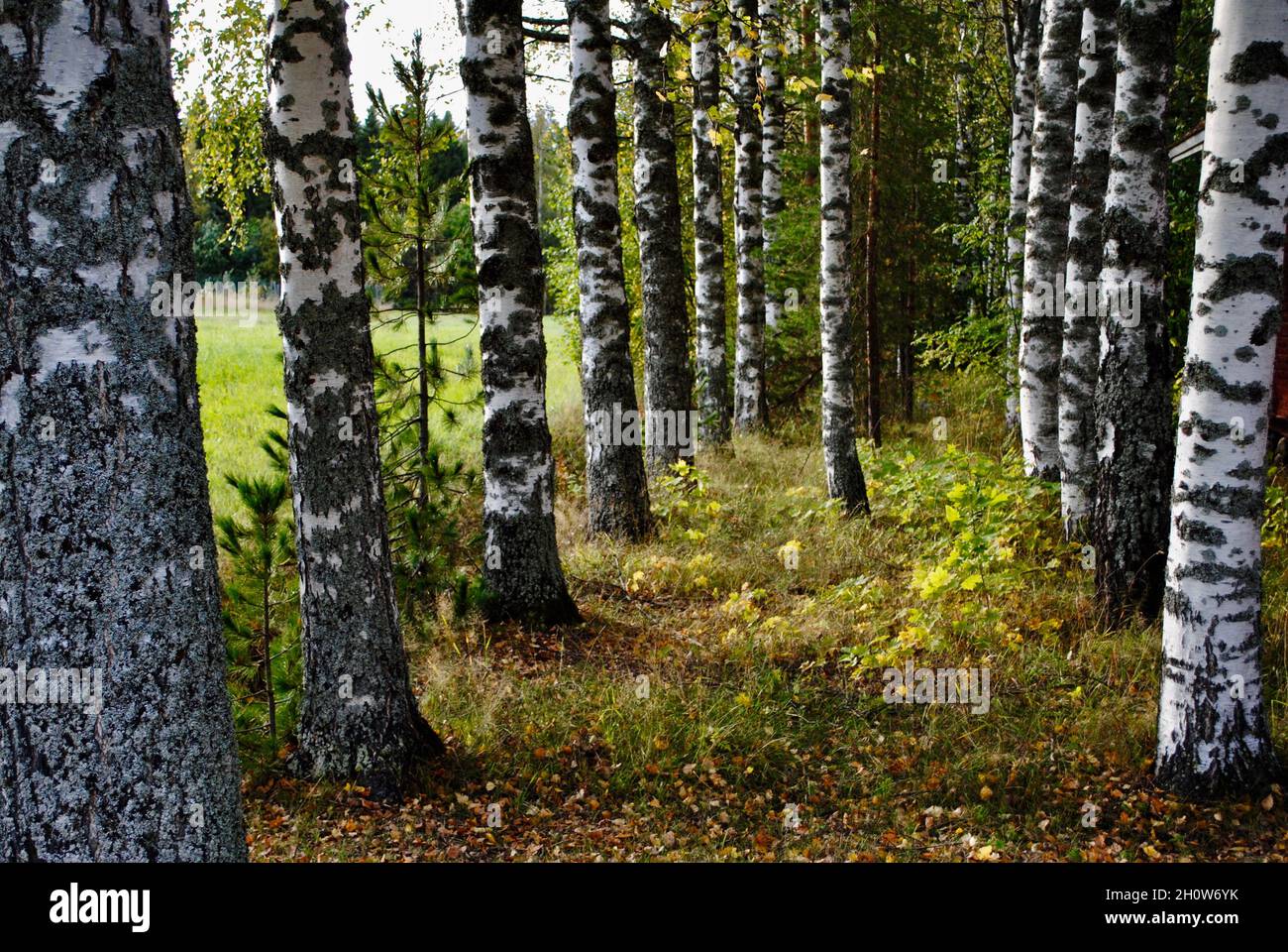 Birch trees by meadow in Uukuniemi in Eastern Finland Stock Photo - Alamy