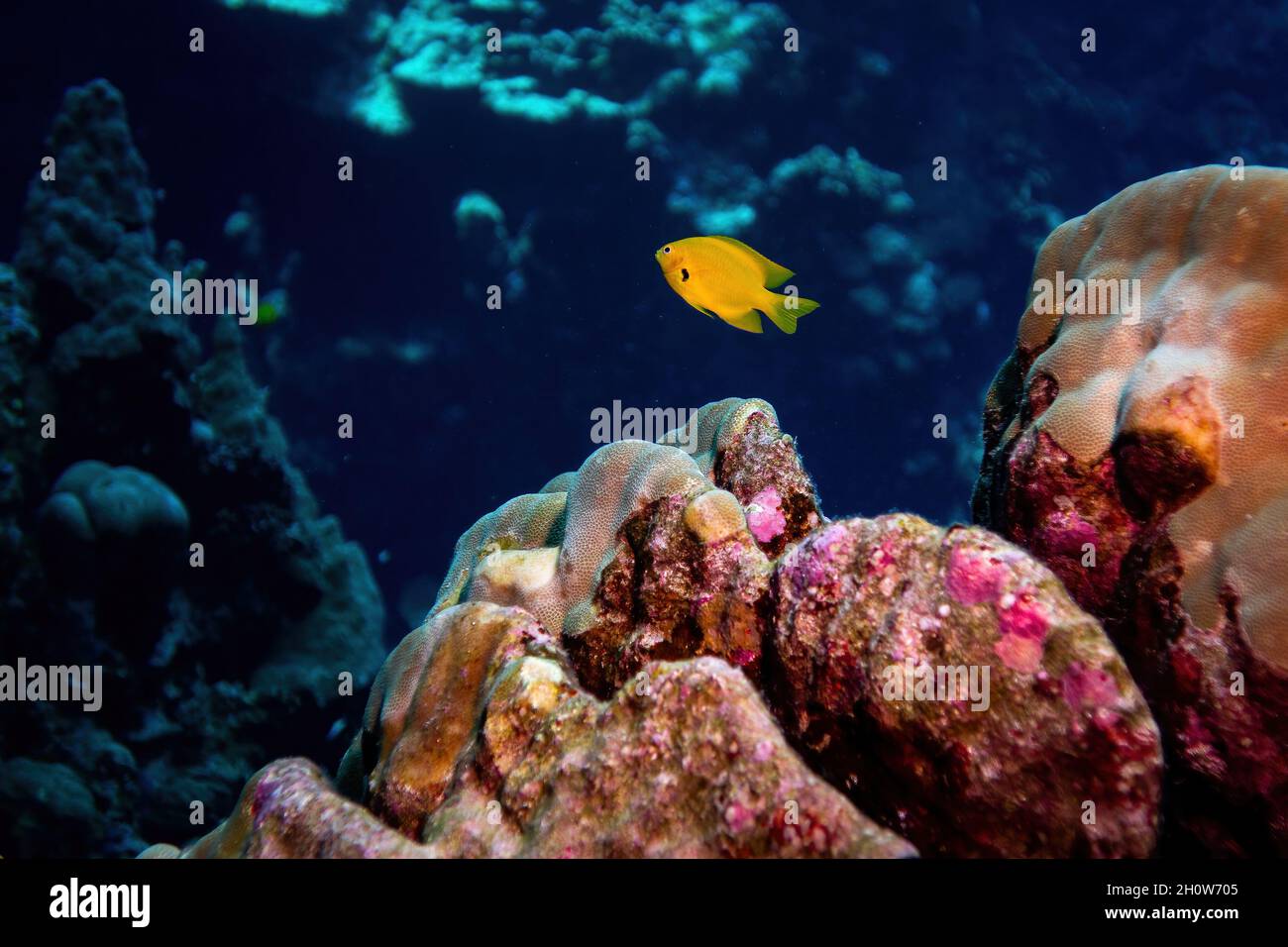 Yellow damselfish over a blue coral reef background Stock Photo - Alamy