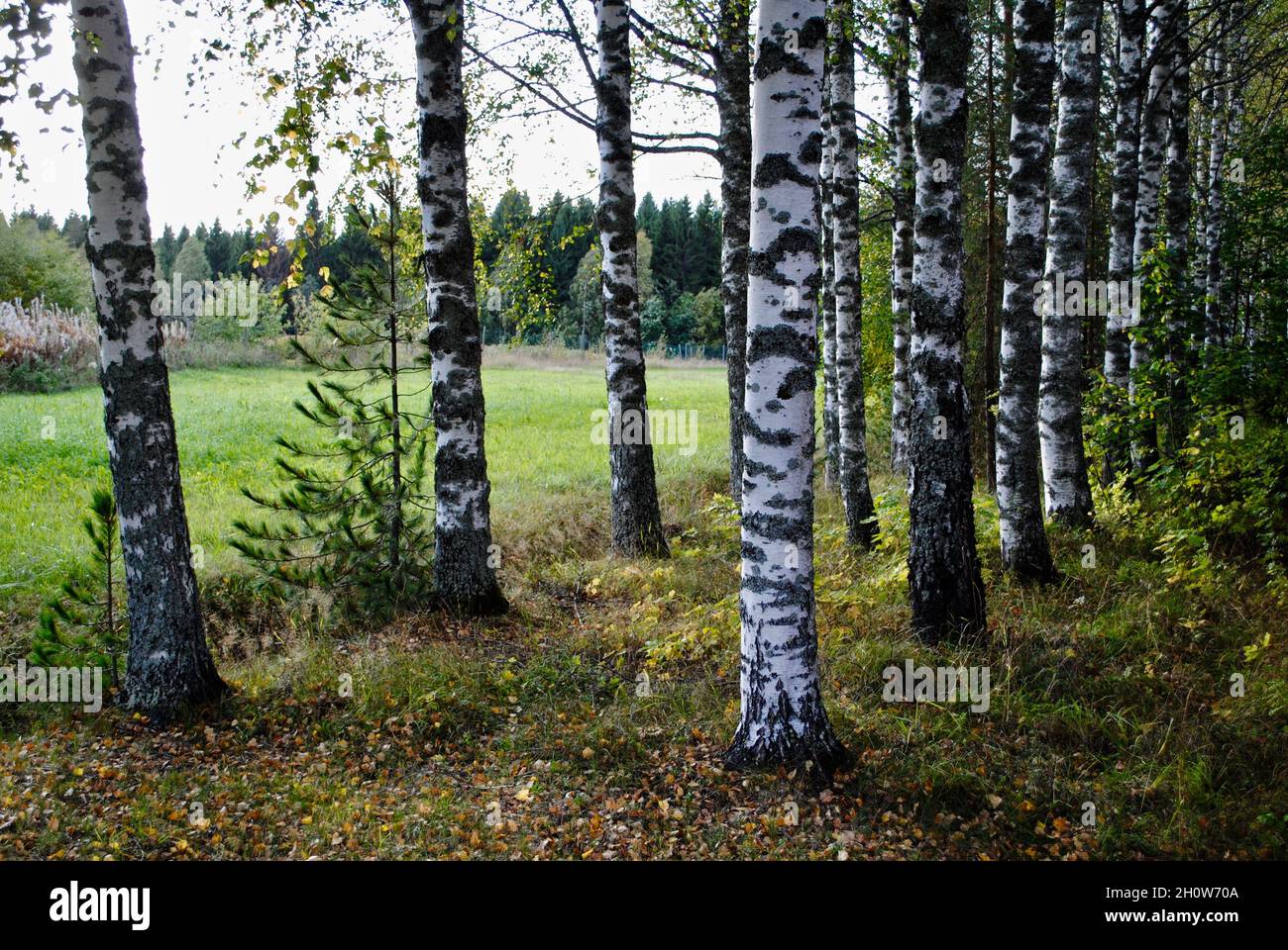 Birch trees by meadow in Uukuniemi in Eastern Finland Stock Photo - Alamy