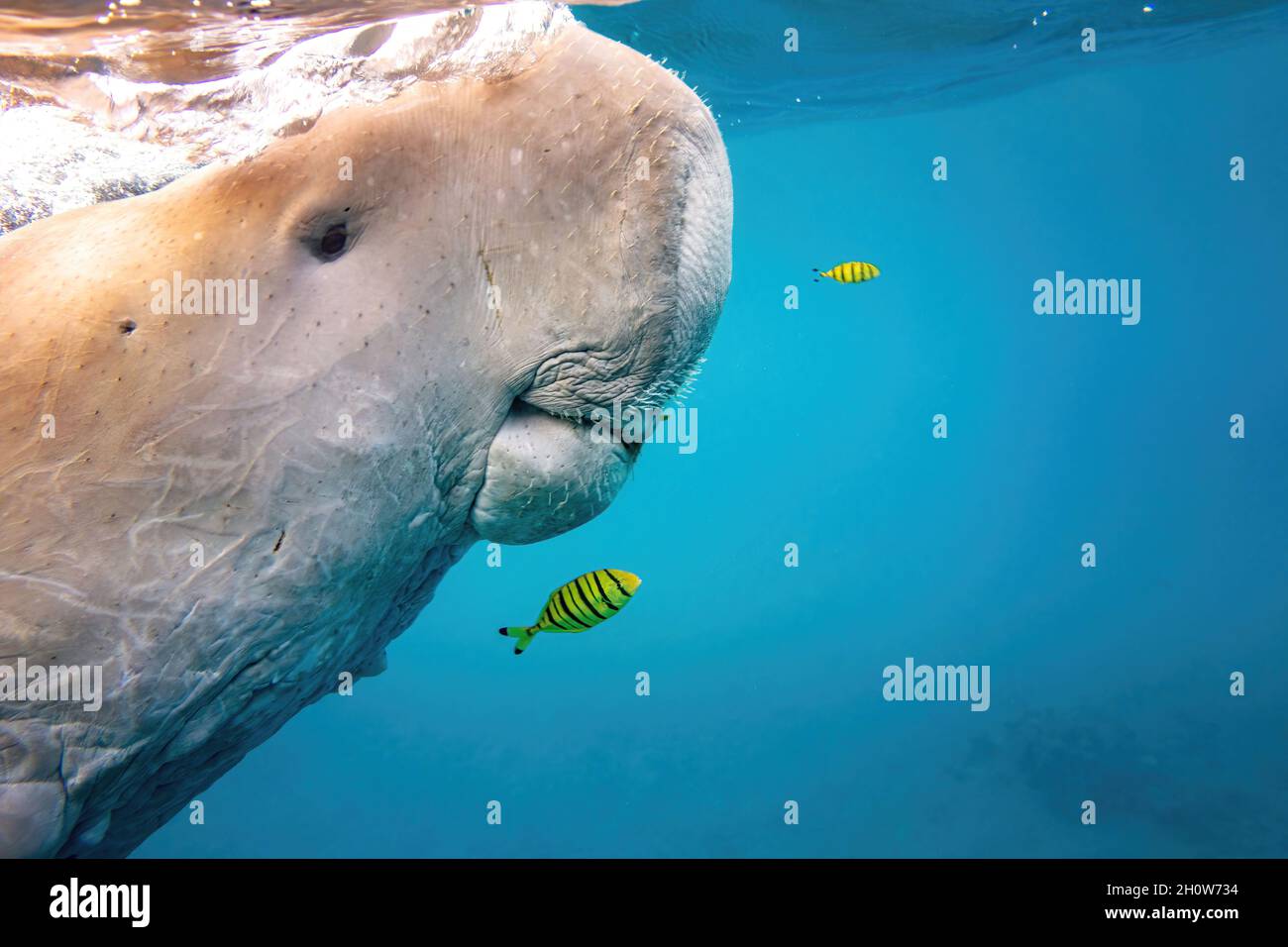Dugong reaching the surface and yellow fishes Stock Photo - Alamy