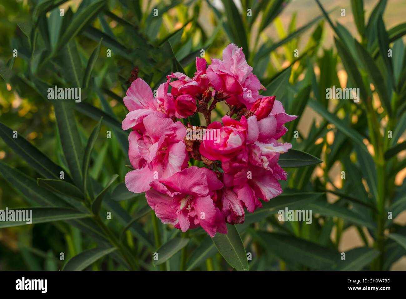 Zakkum cicegi hi-res stock photography and images - Alamy