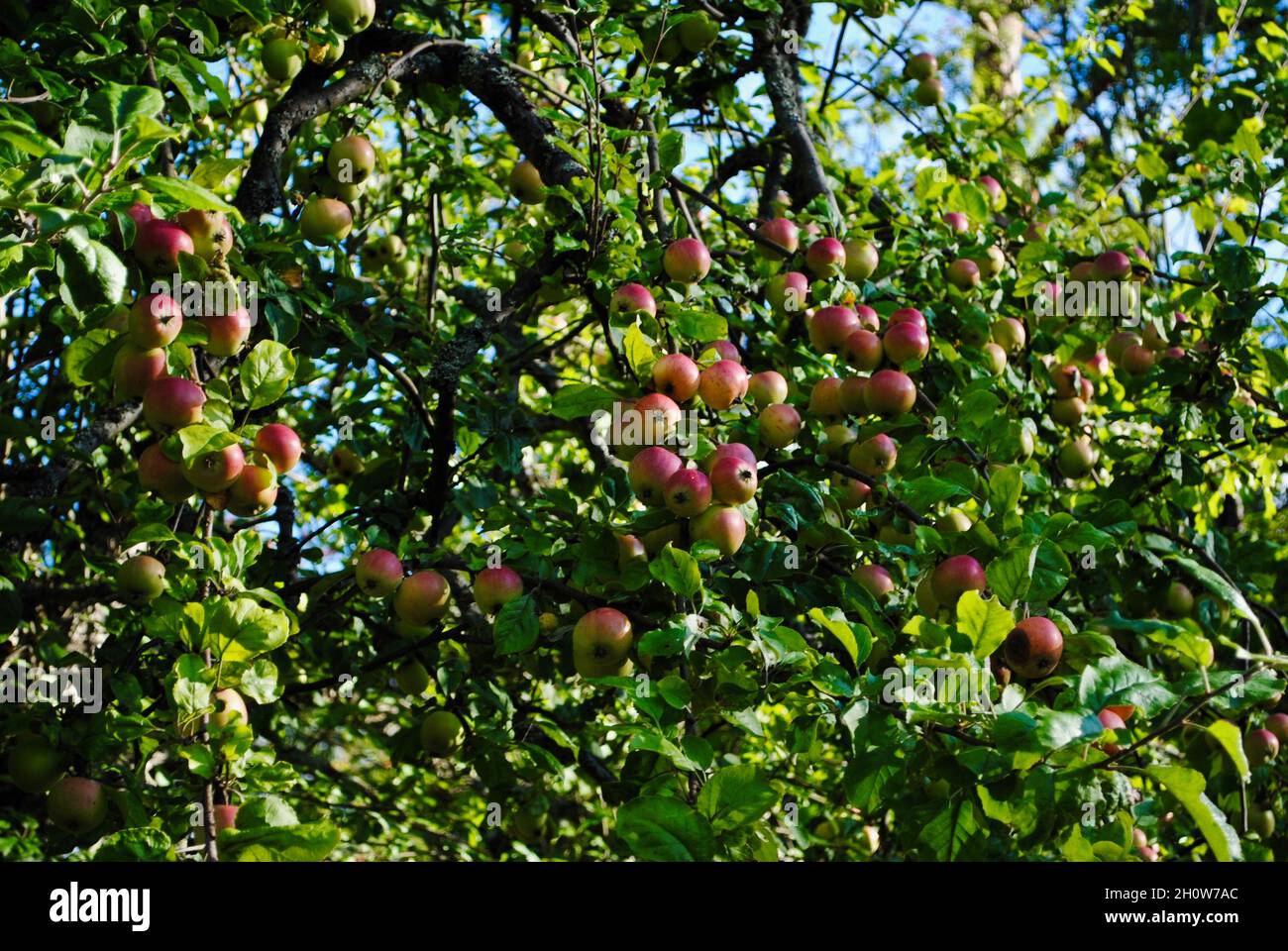 Heavy apple tree hi-res stock photography and images - Alamy
