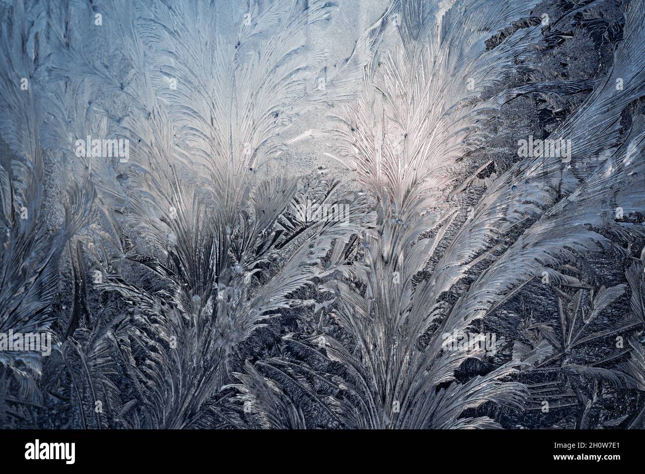 Pattern of frost like a plant on window glass in winter Stock Photo - Alamy