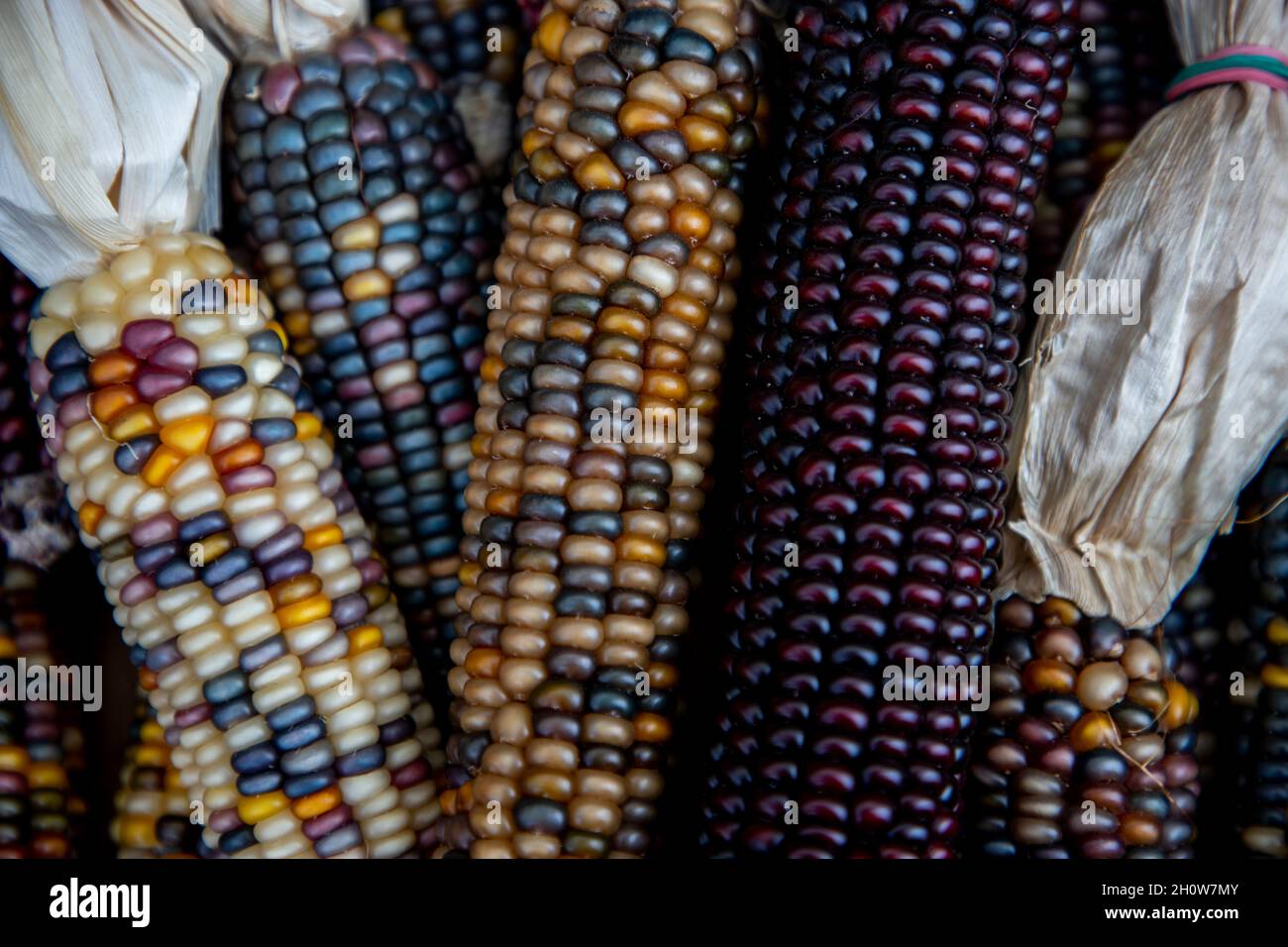 Indian Corn, with its rich array of multicolored kernels in hues of ...