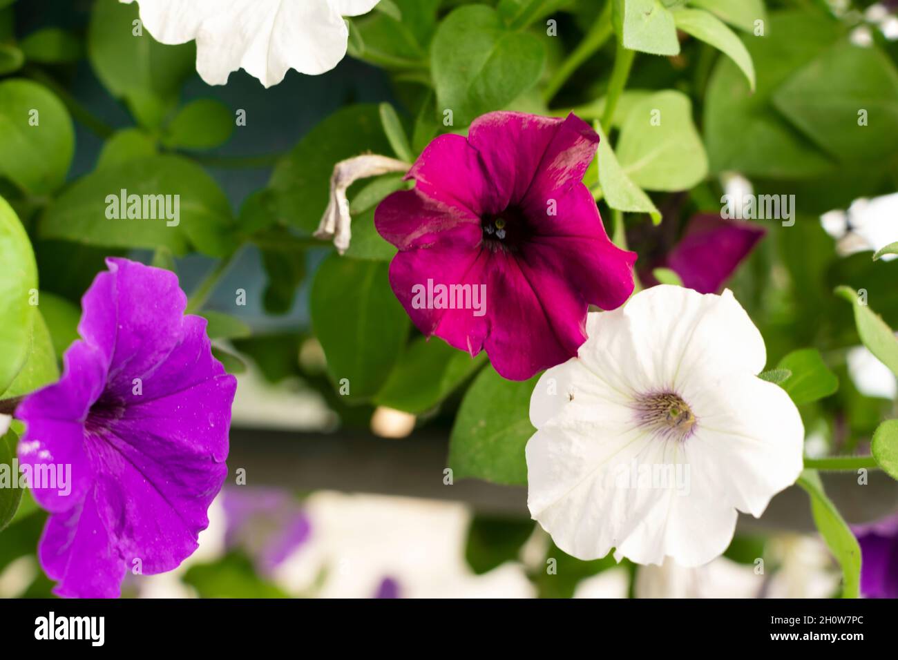 Petunia family hi-res stock photography and images - Alamy