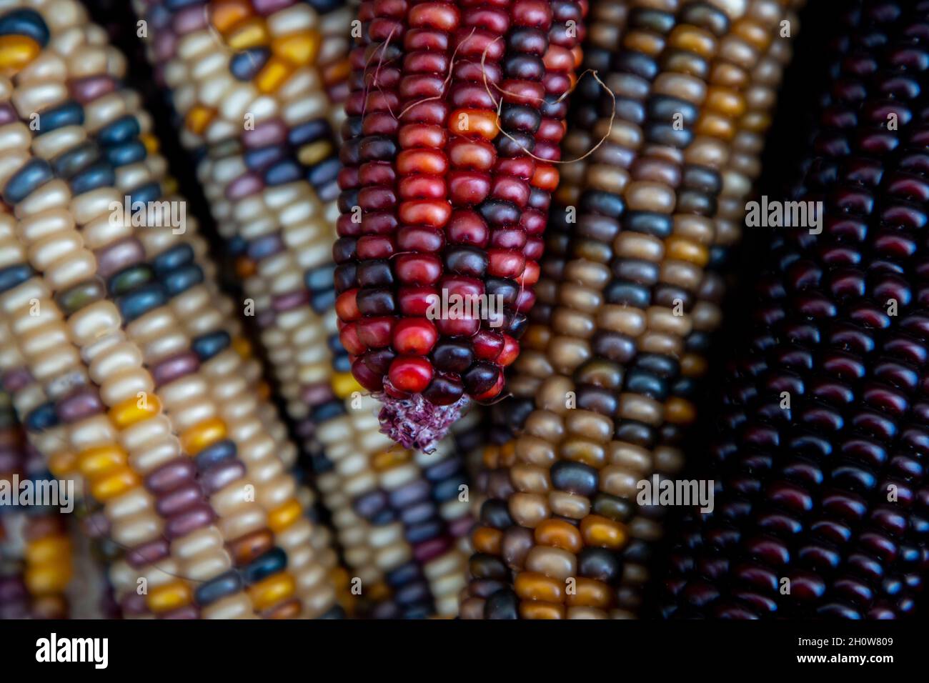 Indian Corn, with its rich array of multicolored kernels in hues of ...