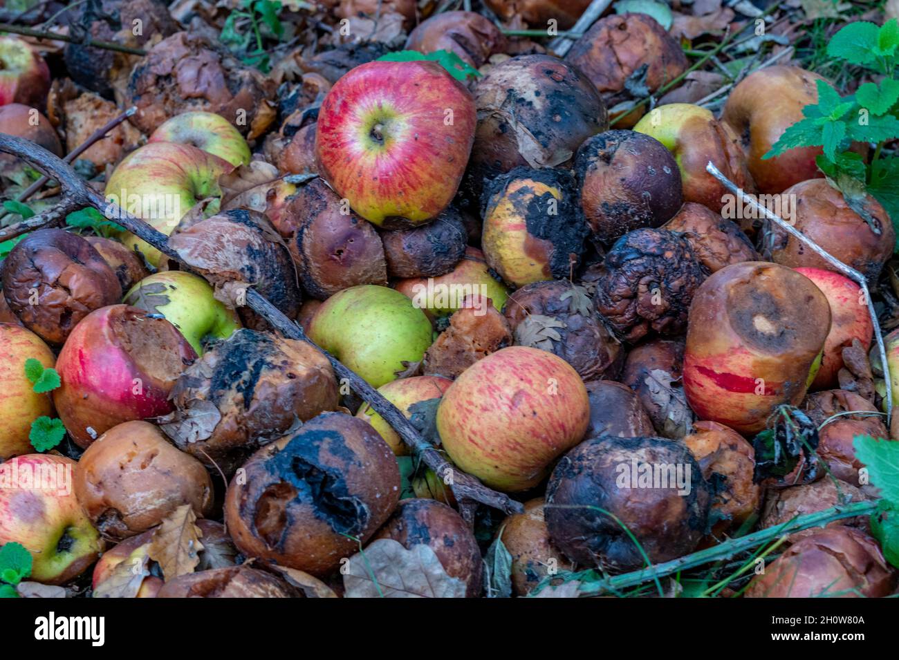 rotting apples in the autumn season, old cider apples decomposing ...