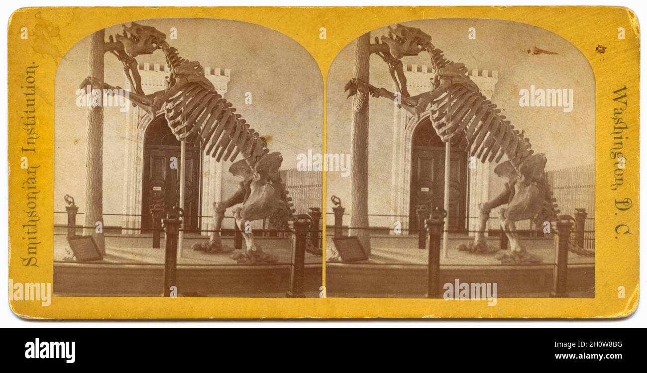 Stereoview of a giant sloth skeleton at the Smithsonian Institution ...