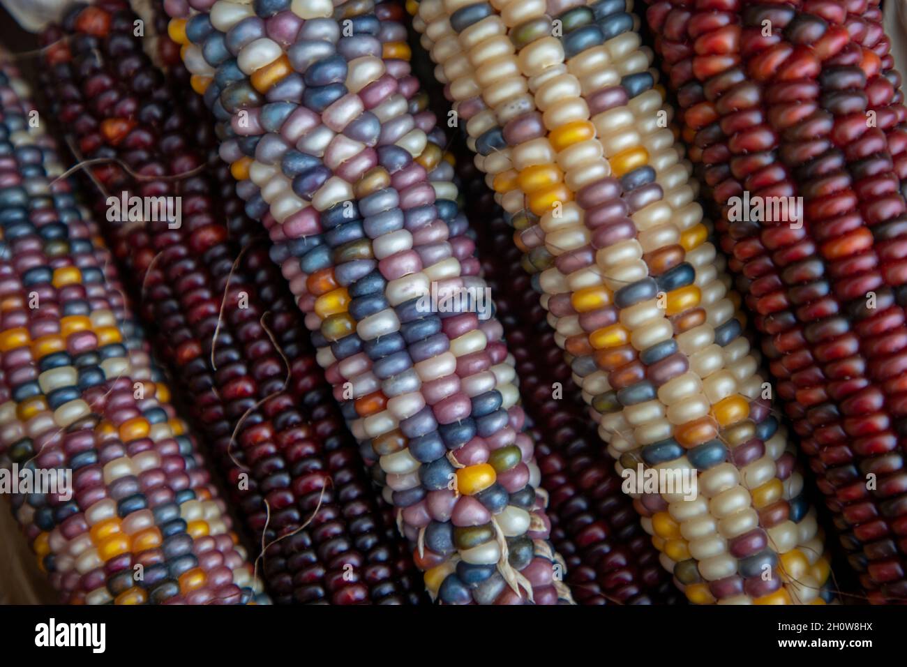 Indian Corn, with its rich array of multicolored kernels in hues of ...
