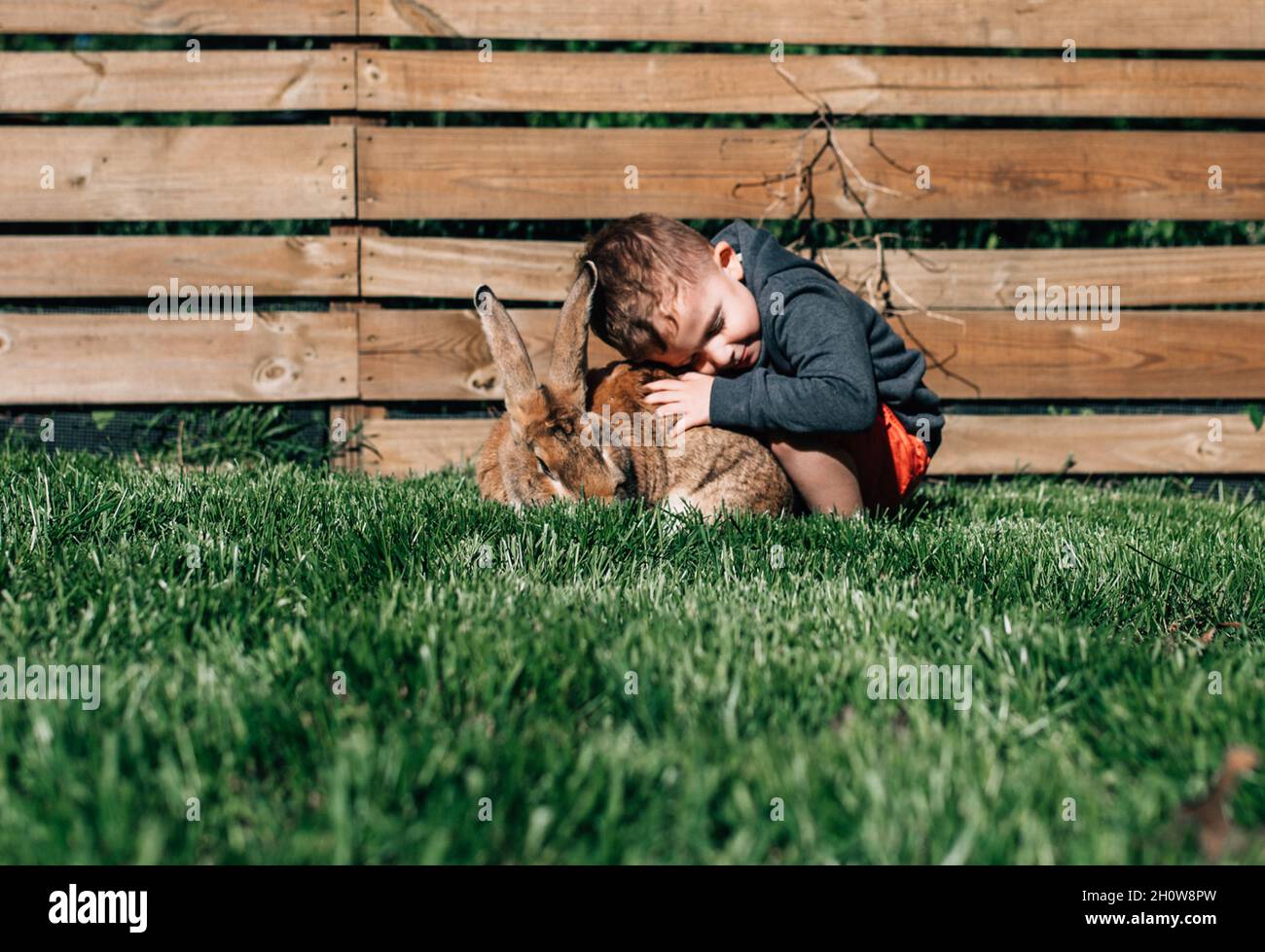 Flemish giant rabbit hi-res stock photography and images - Alamy