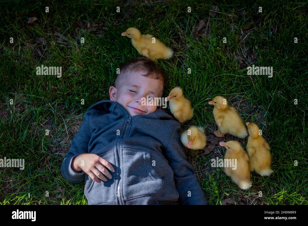 Little boy laughing as six baby ducks walk around him Stock Photo - Alamy