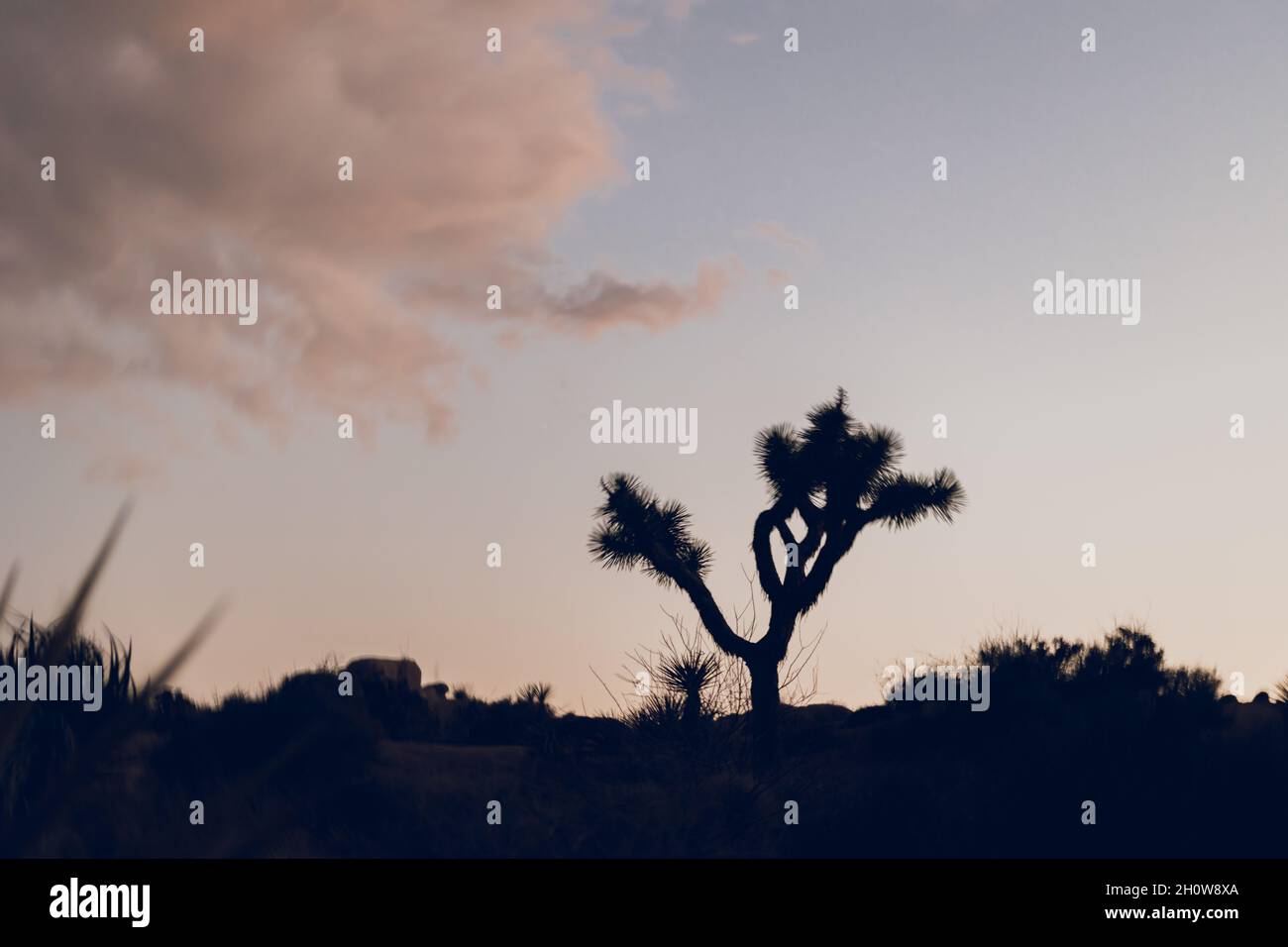 Silhouette of a Joshua tree at sunset Stock Photo - Alamy