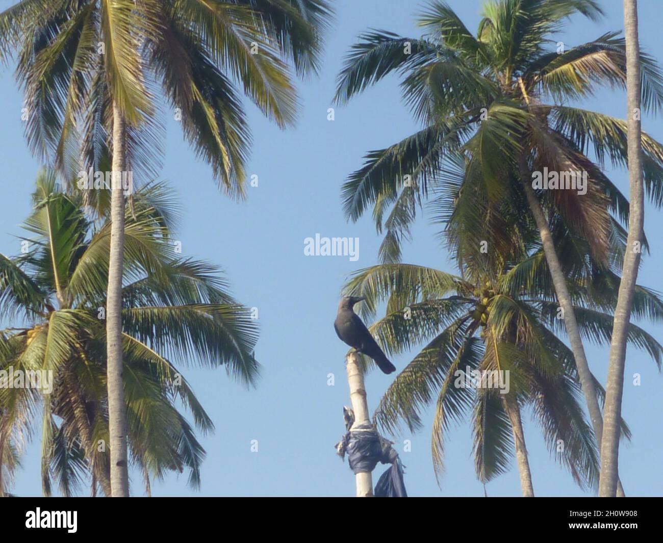 Vagator strand hi-res stock photography and images - Alamy