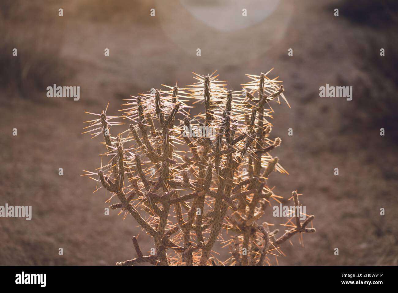 Cactus being backlit in the desert Stock Photo - Alamy
