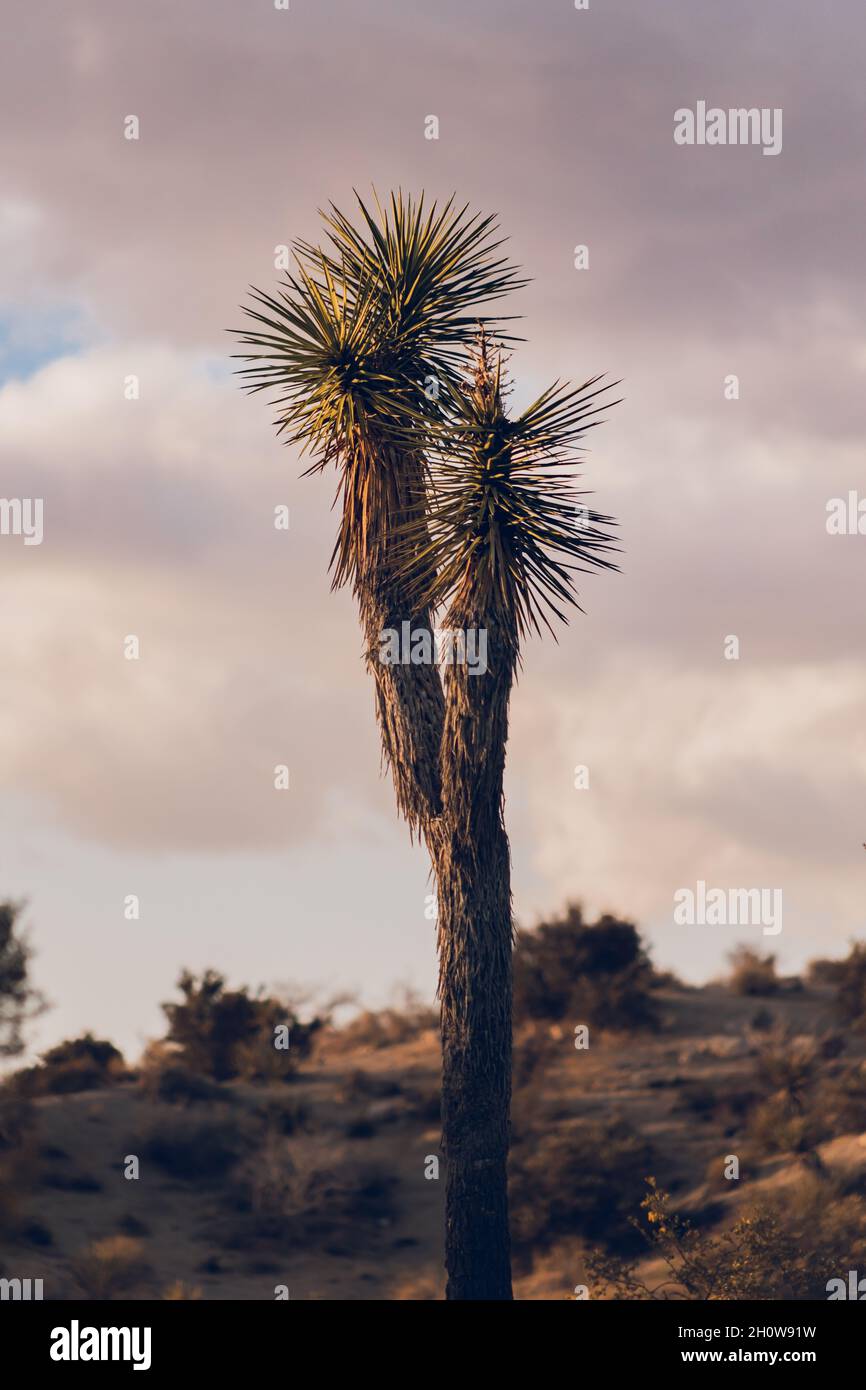 Desert sunset vibes hi-res stock photography and images - Alamy