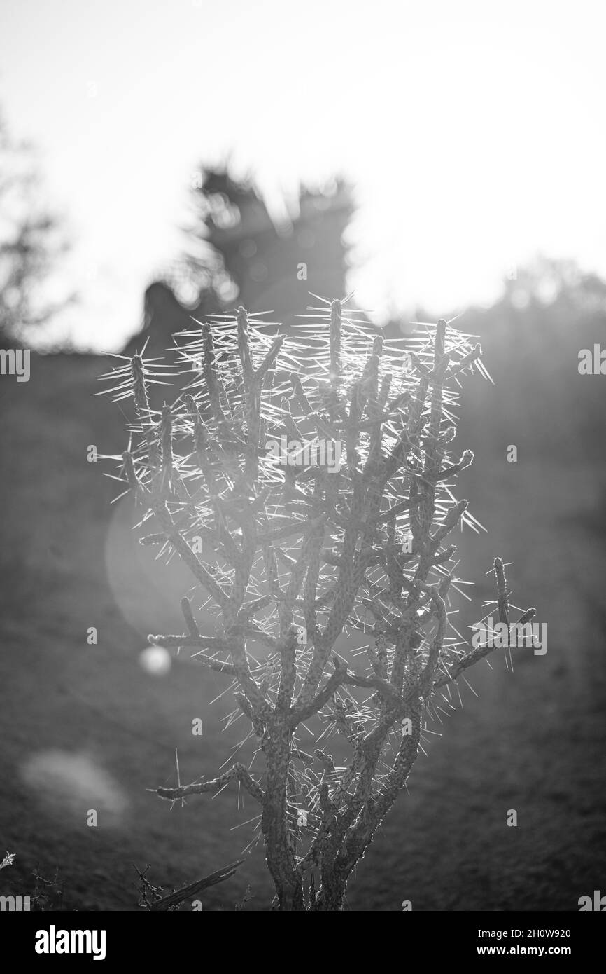 Back and white photo of a backlit cactus in the desert Stock Photo - Alamy